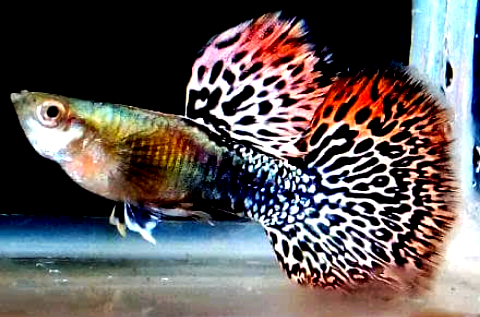Ikan Guppy Dragon | Ikan hias