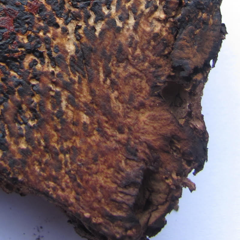 El mundo microscópico de los hongos: Pisolithus arhizus (Scop.per Pers ...