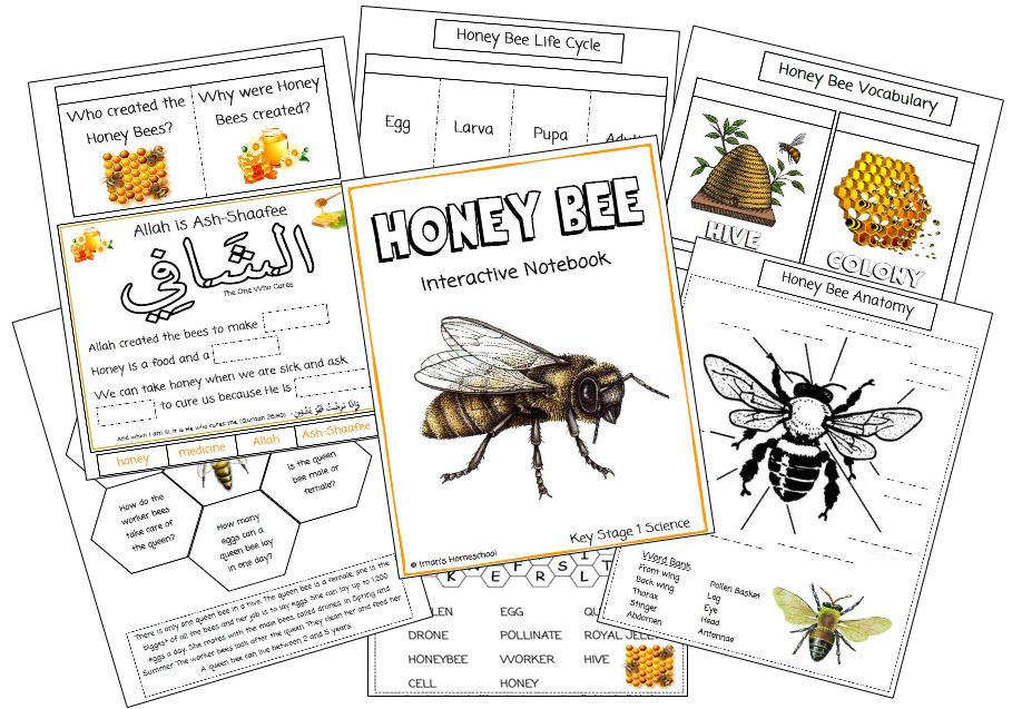 Iman's Homeschool ~ The Curriculum: Honey Bee Interactive Notebook
