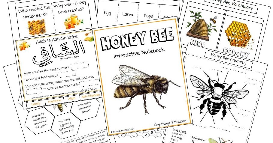 Iman's Homeschool ~ The Curriculum: Honey Bee Interactive Notebook