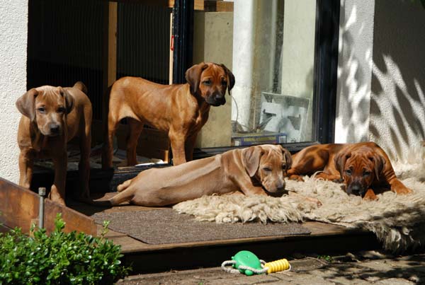 Rhodesian Ridgeback en España