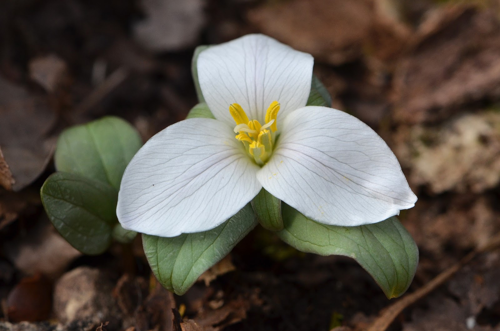 The Kentucky Nature Blog: Snow Trillium (Trillium nivale)