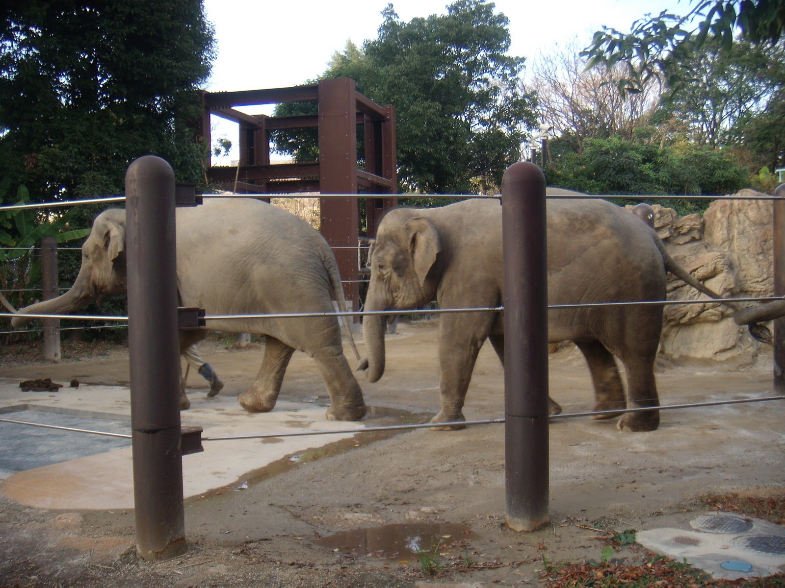 The Japan Chronicles: New Additions to Japan's Oldest Zoo