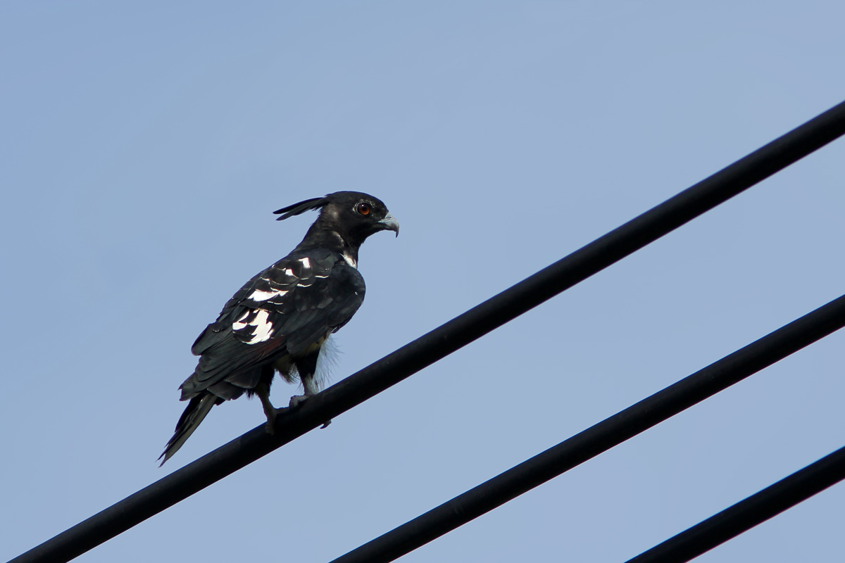 Unravel: The Lizard Eater