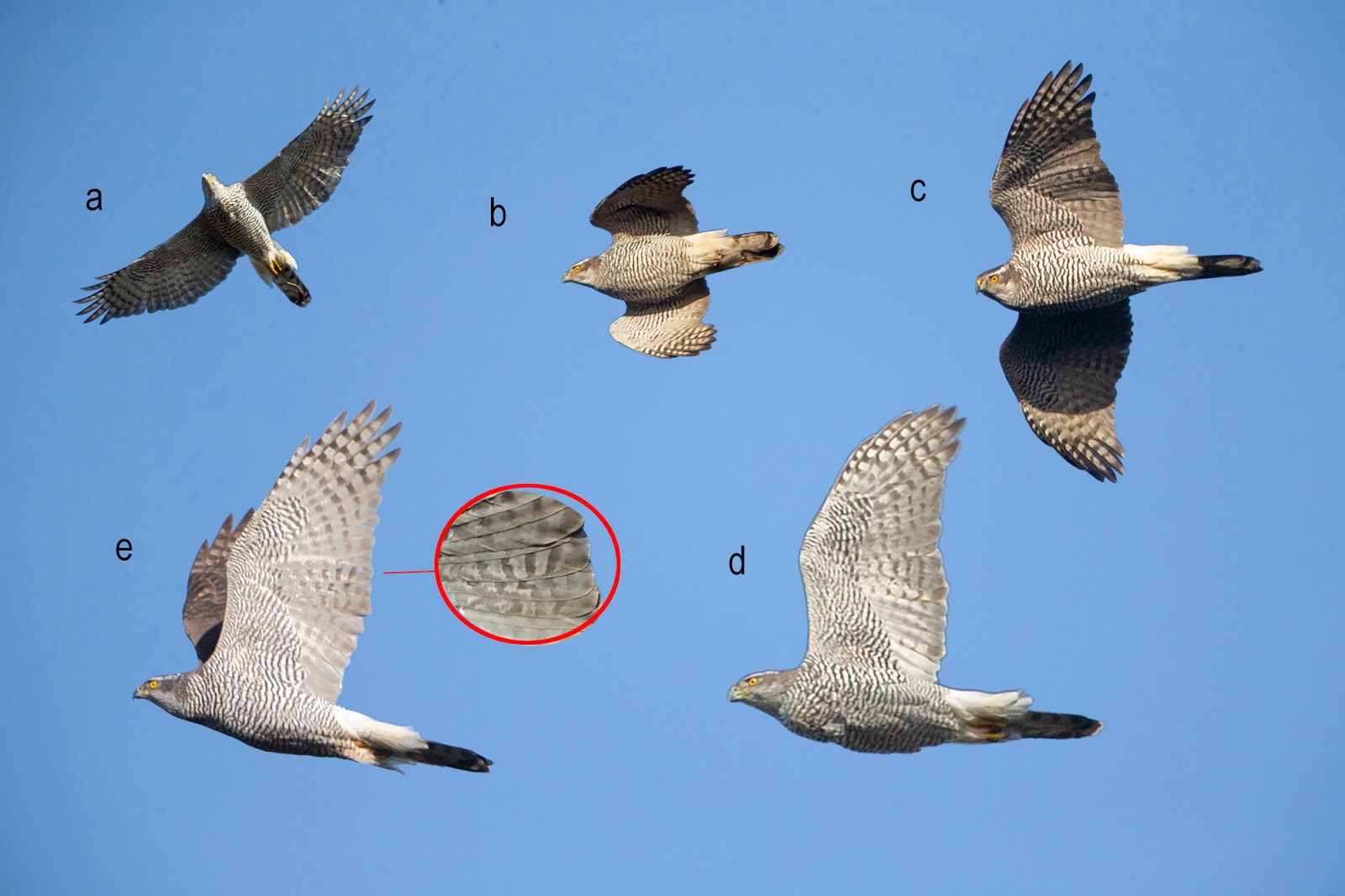 Wildlife Diaries: Northern Goshawk flight identification and ageing in ...