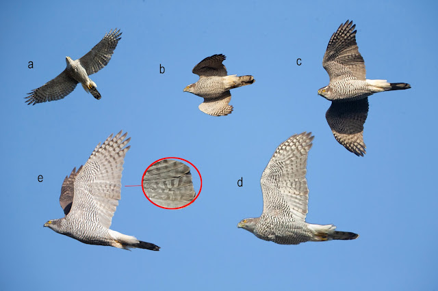 Wildlife Diaries: Northern Goshawk flight identification and ageing in ...