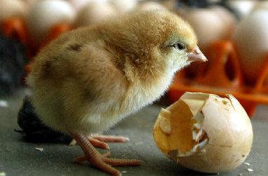 Poultry Farming | raising domestic birds for meat, eggs and feather ...