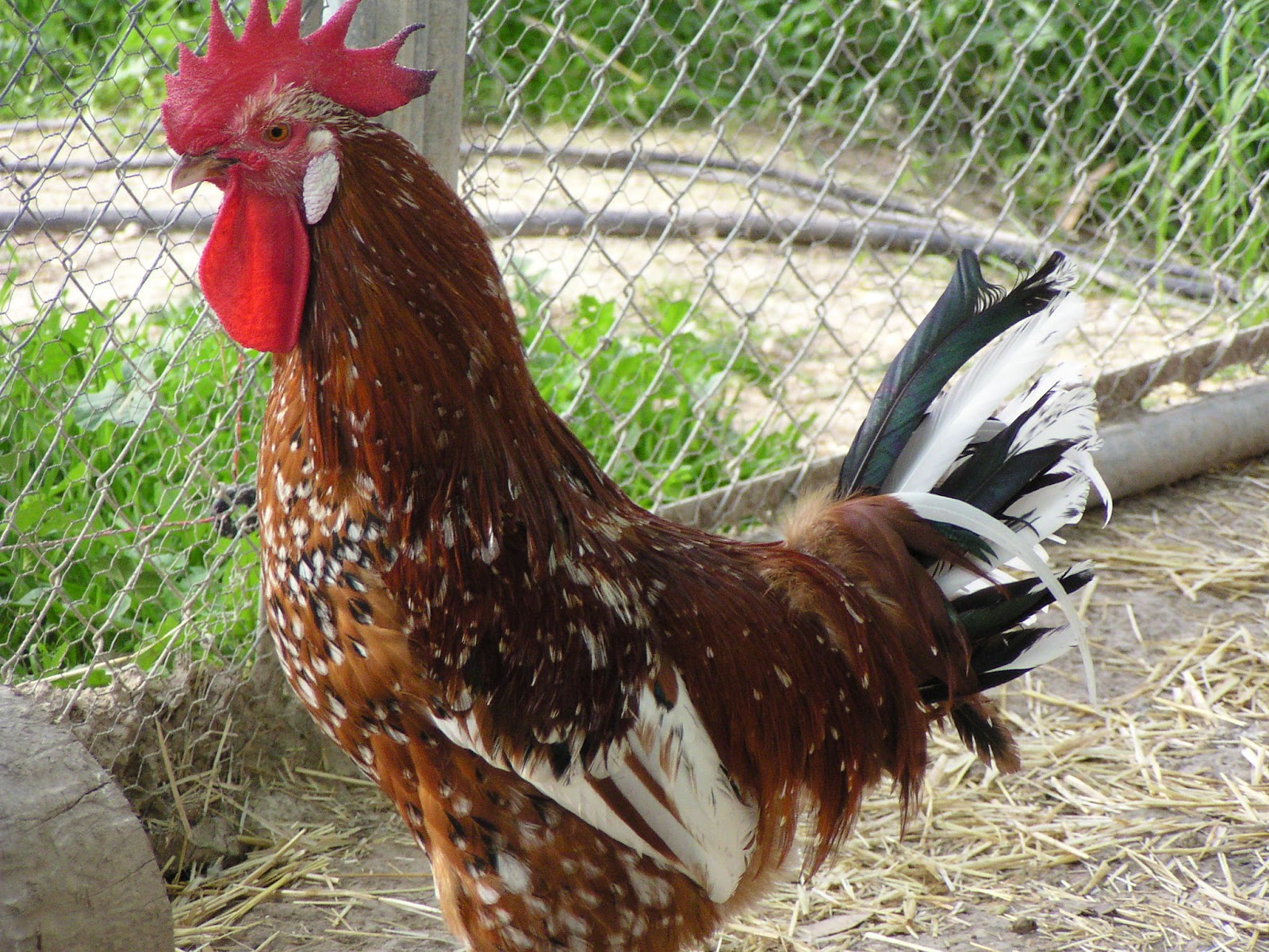 Tus gallinas de raza