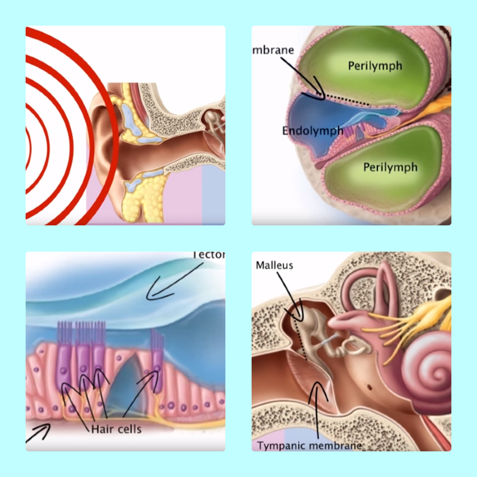 Sound Wave Transmission In Ear Perception Of Sounds sound-wave-transmission-in-ear-perception-of-sounds