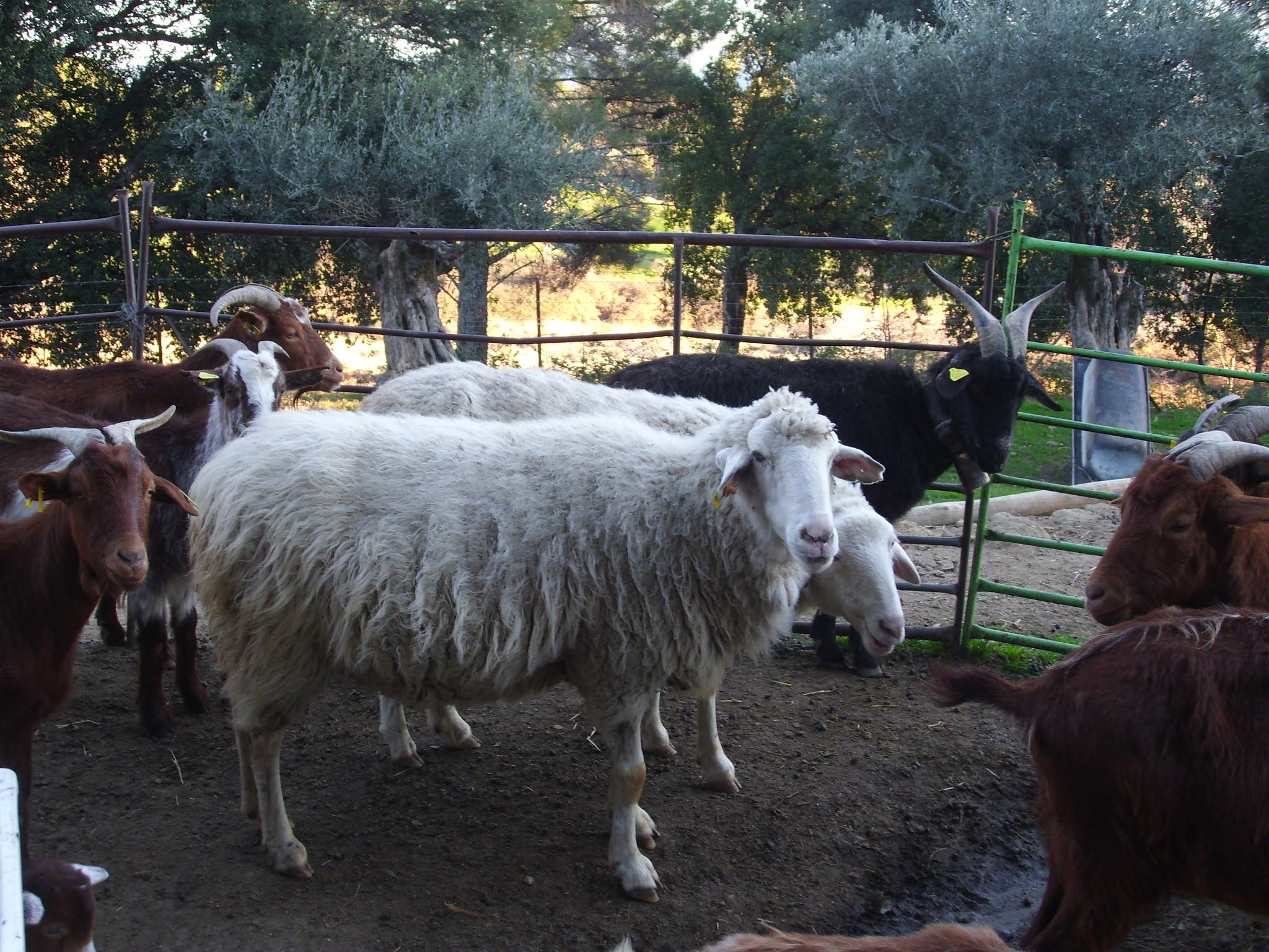 EL CUADERNO DE SILVESTRE: LA OVEJA CASTELLANA