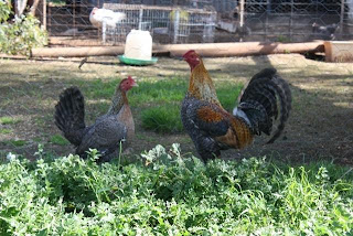 Breed Savers: Standard Old English Game Fowl
