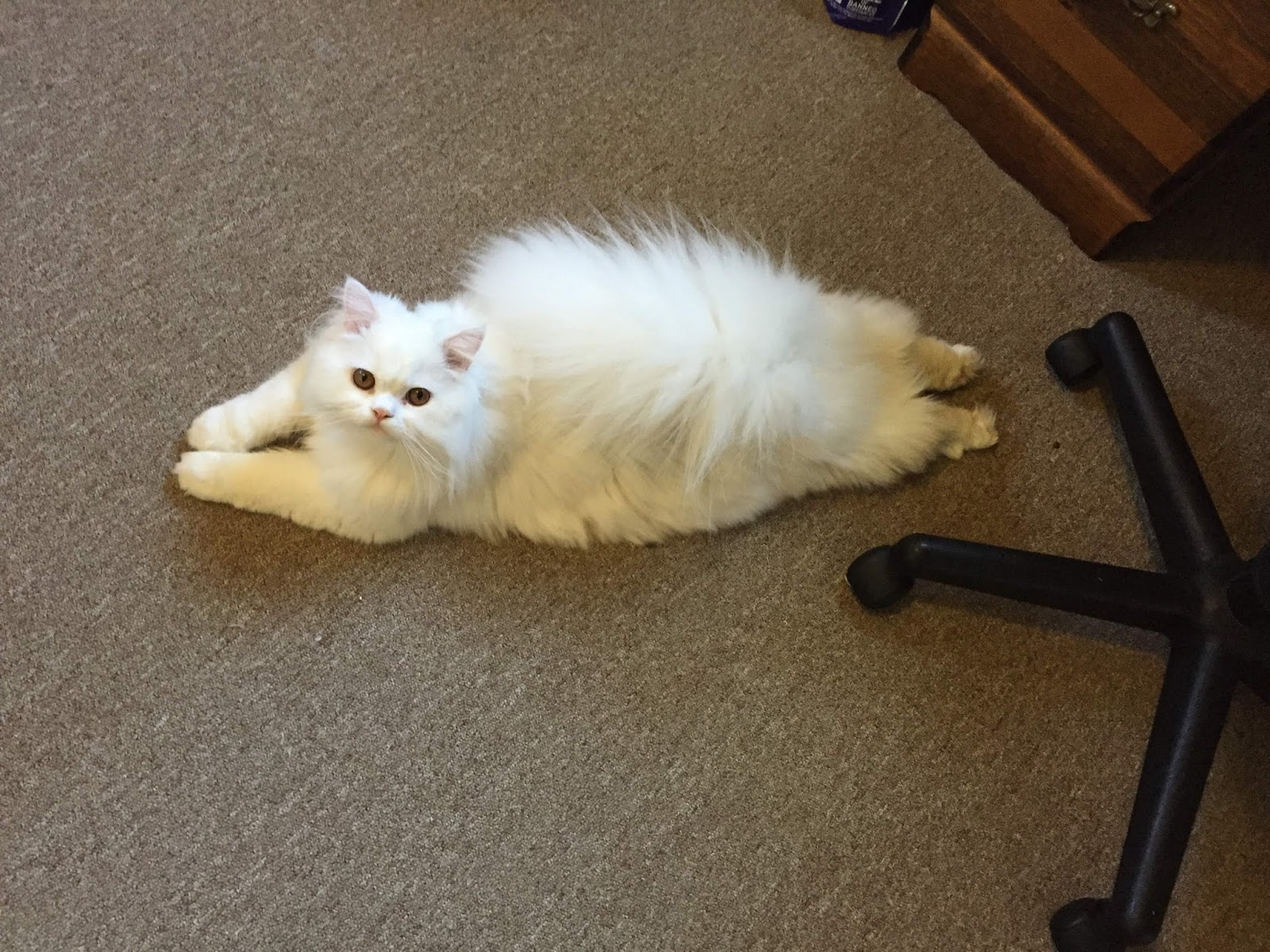 Funny cats - part 209 (40 pics + 10 gifs) | Amazing Creatures