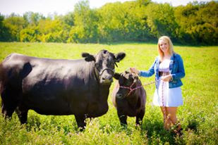 Embryo Transfer In Beef Cattle | GirlsFarm2
