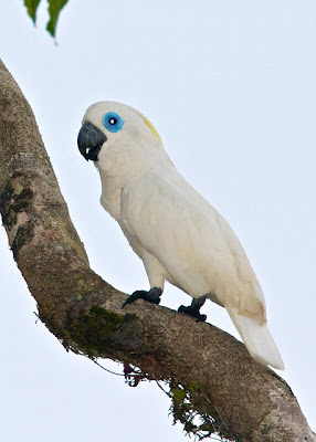 Blue-Eyed Cockatoo | discover-wd