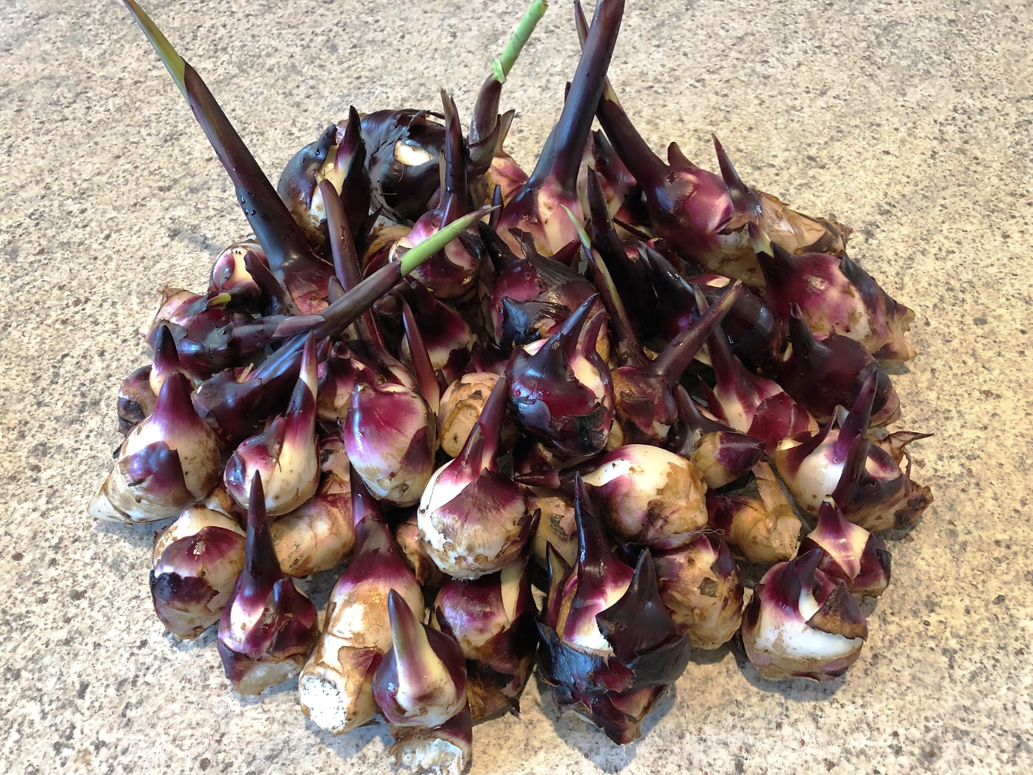 Queensland Arrowroot - Nutrition and serving ideas