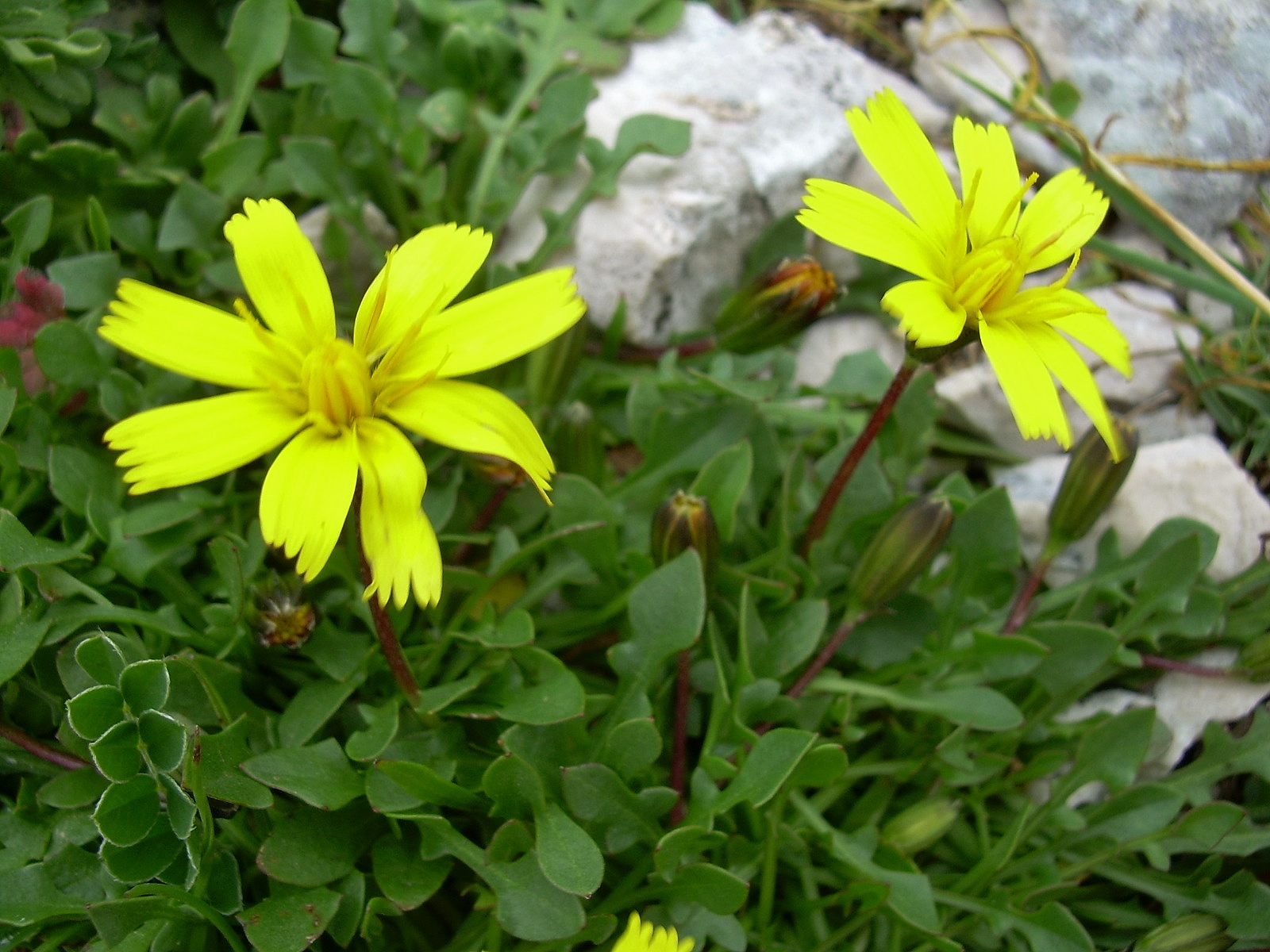 Robertia taraxacoides (Loisel.) DC.