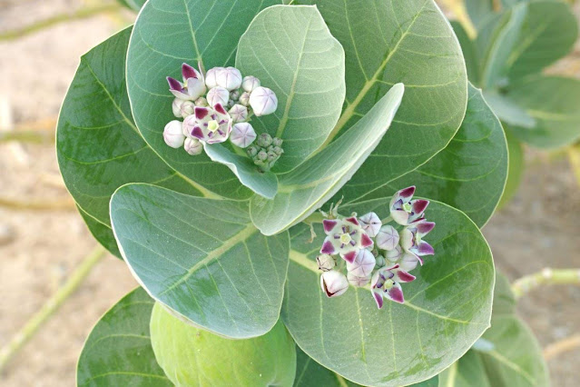 Medicinal benefits of Calotropis