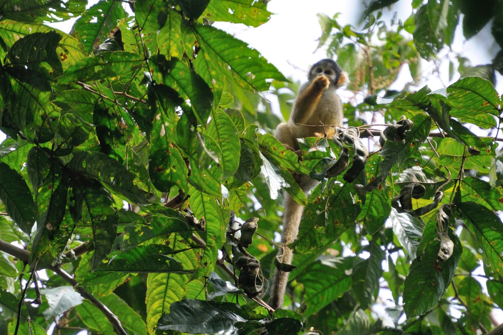Abenteuer Amazonien: 3 - Urwald, Tiere, Wasser