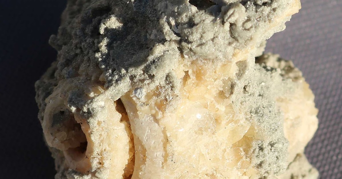 Louisville Fossils and Beyond: Busycon rucksorum Gastropod Fossil