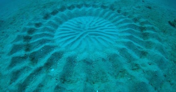 TYWKIWDBI ("Tai-Wiki-Widbee"): Sand sculpture by a puffer fish
