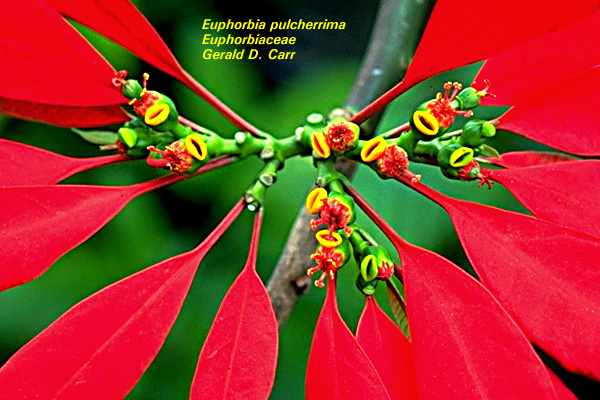 Special Type of Inflorescence: Cyathium