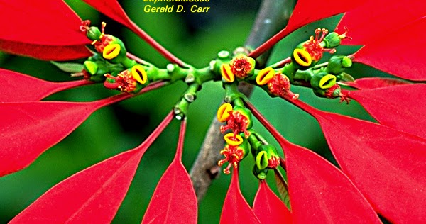 Special Type of Inflorescence: Cyathium