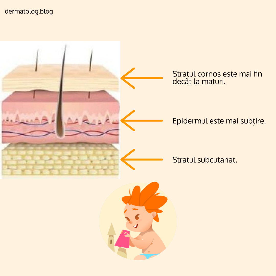 Pielea, straturile pielii.
