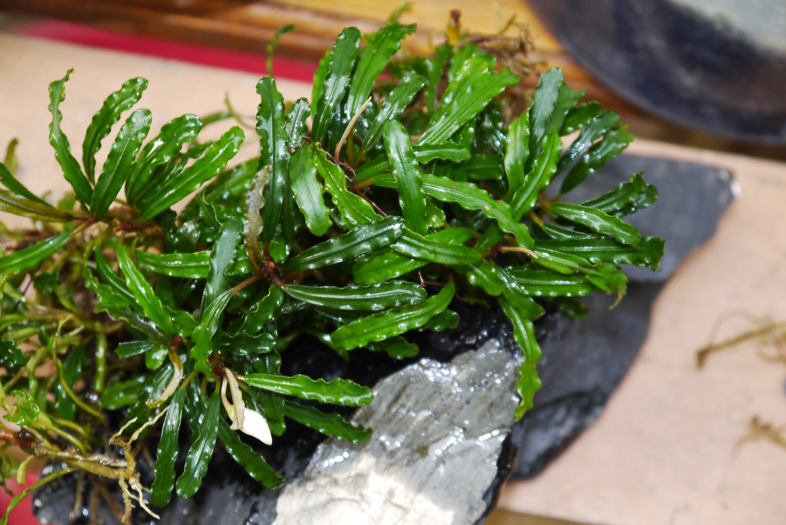 House of Araceae Aquatic Plant - Bucephalandra, Cryptocoryne, Anubias ...