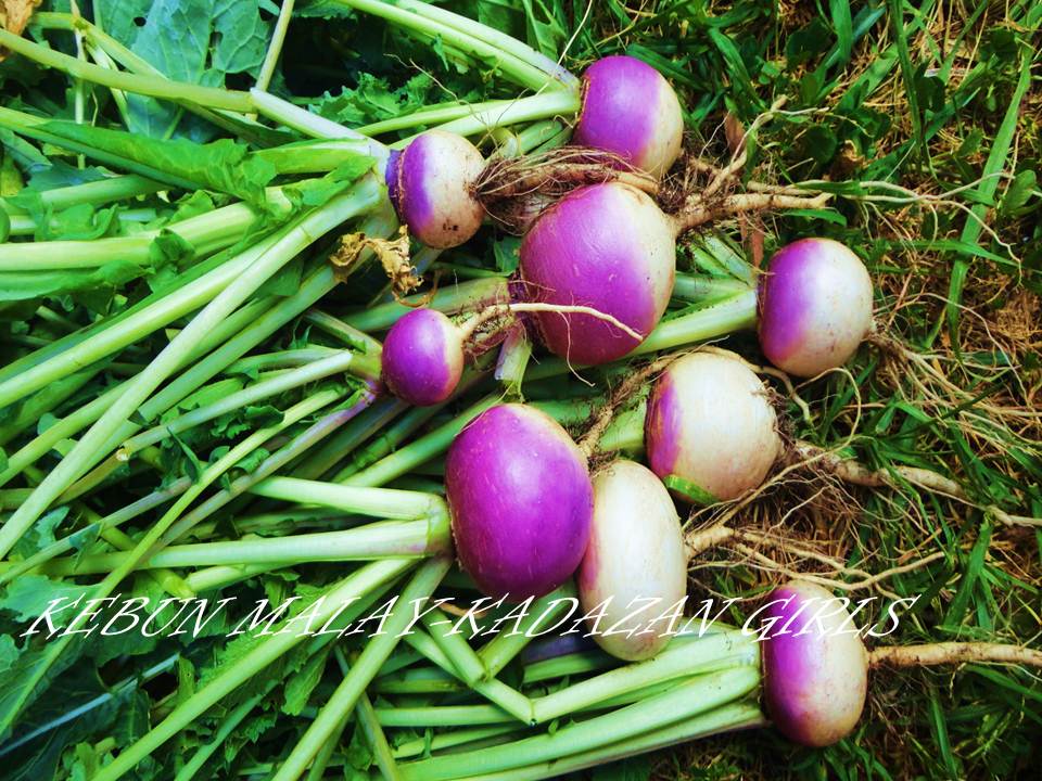 Kebun Bahagia Bersama: Organic Purple Top Turnip
