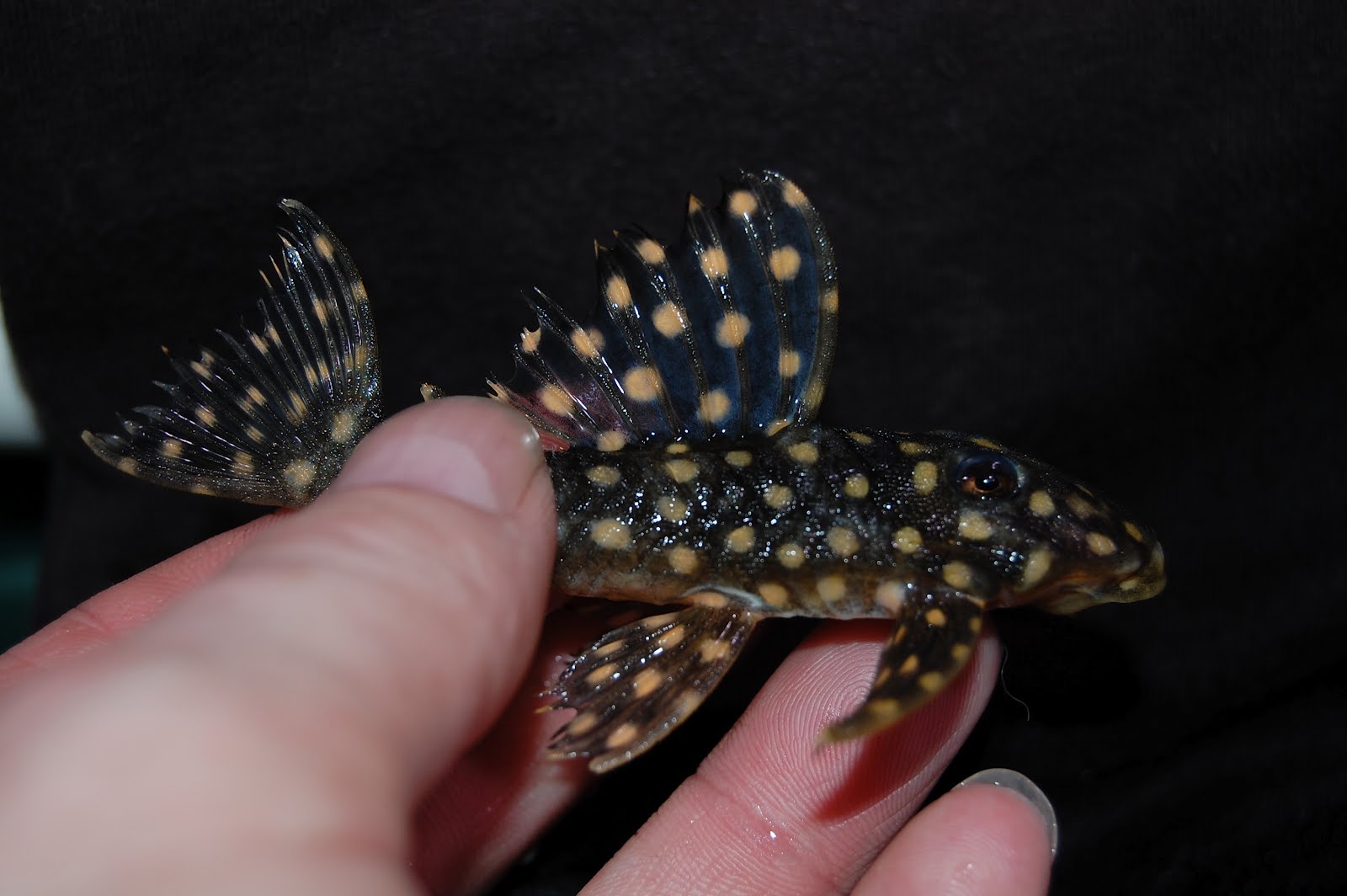 PIER AQUATICS NEW ARRIVALS: L201