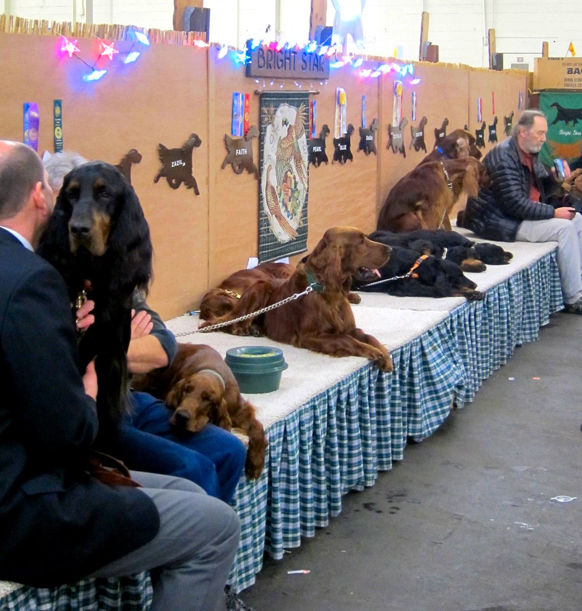 Chronica Domus: Best In Show: Attending the 114th Golden Gate Kennel ...