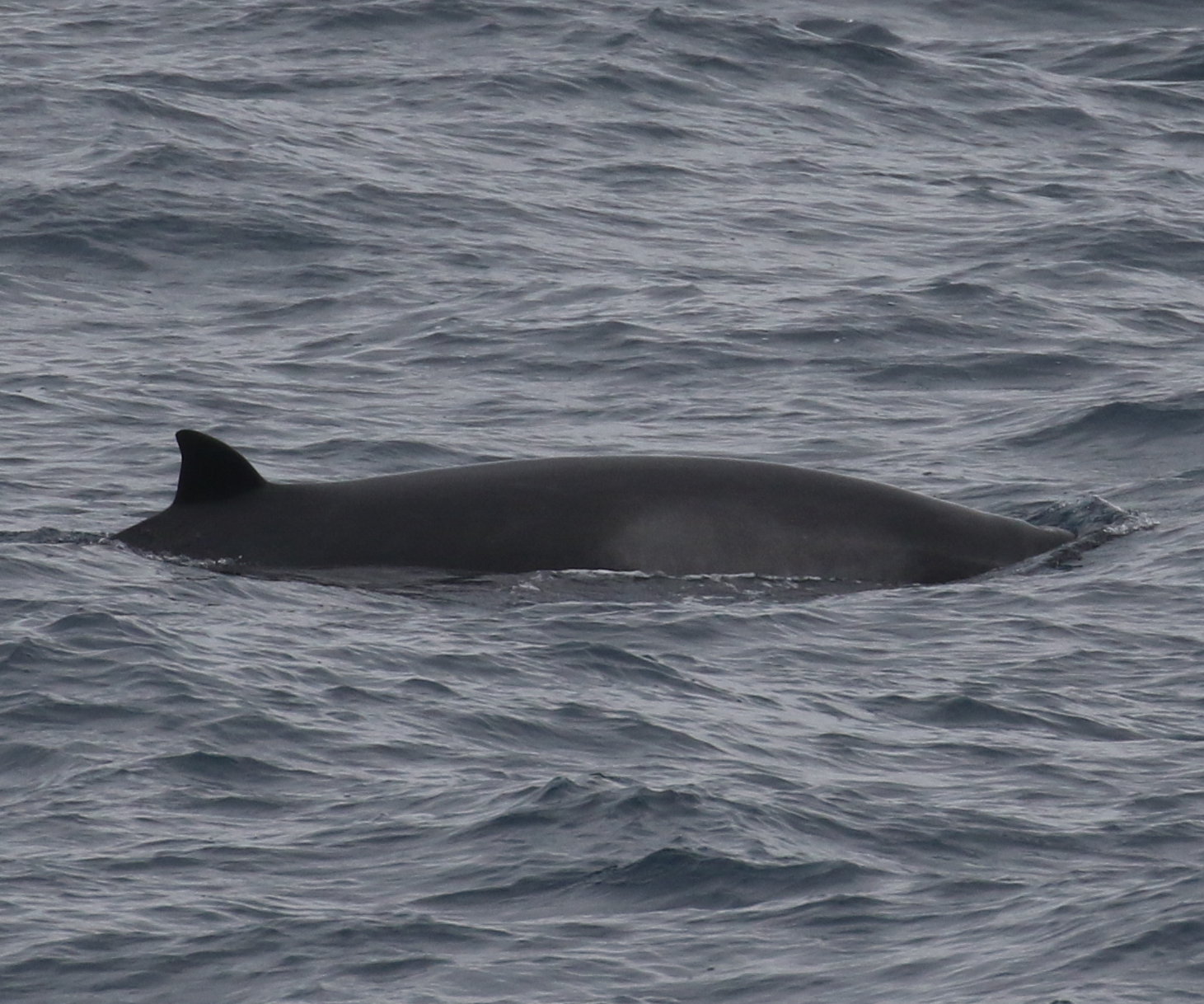 Birding Poole Harbour & Beyond: 8 Apr 18 - Atlantic Odyssey - Day ...