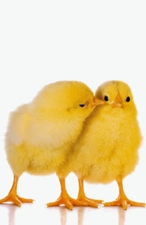 Como saber el sexo del pollito amarillito