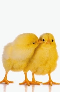 Como saber el sexo del pollito amarillito