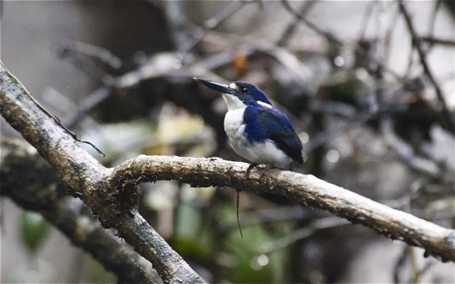 Tierra de Calaos y del Martín pescador: 08/05/12