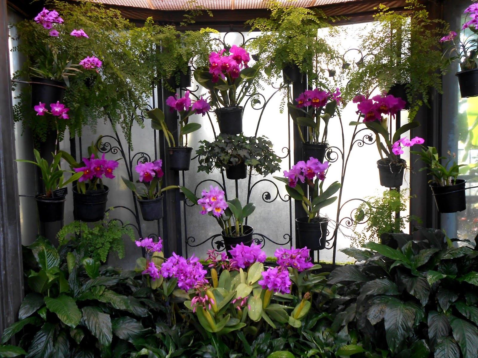 My Virtual Garden: The Orchid House 2018