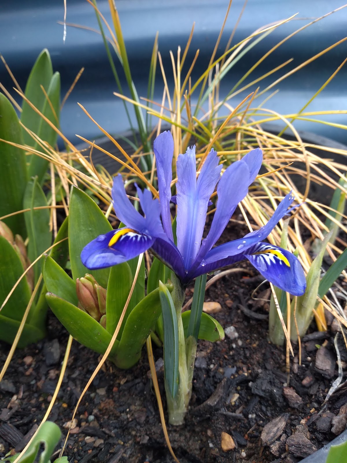 Mudflower: Dwarf Iris (Iris reticulata) 'Harmony'