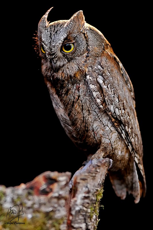 Fauna y FOTOS: Y el dia, parecía noche