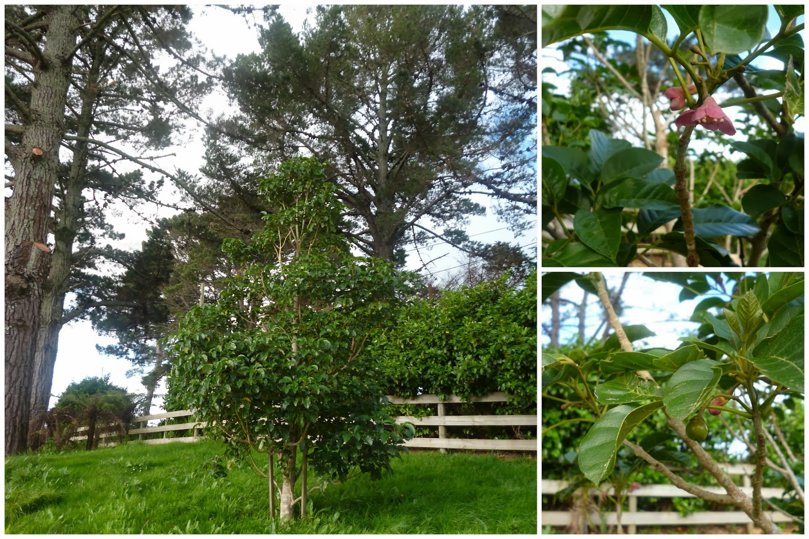 Fantails and Fibrolite: Puriri Tree