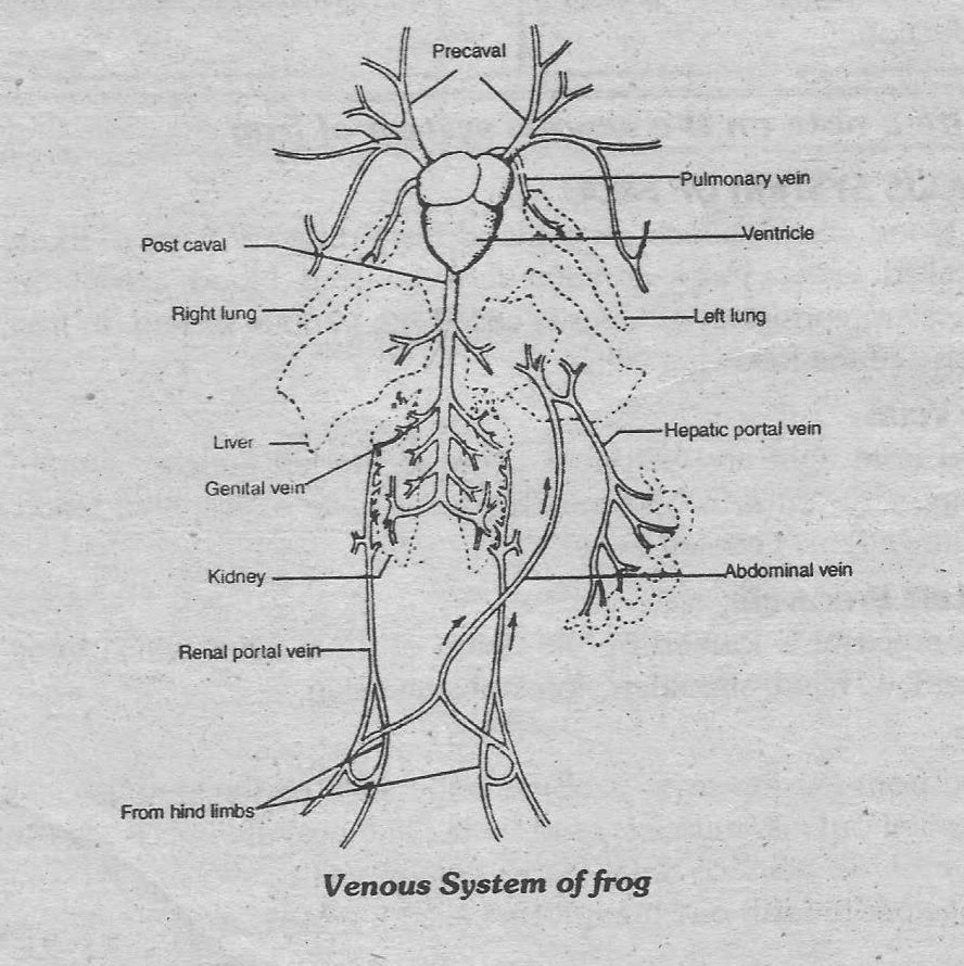Notes Guide Book: Write a note on the venous system of frog.