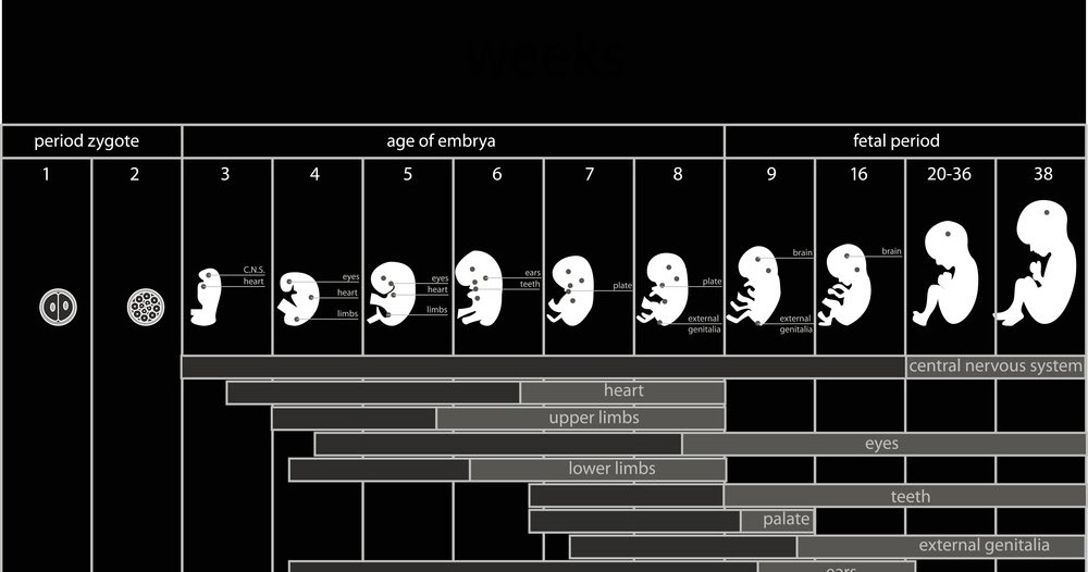 Tahap Perkembangan Janin dalam Kandungan - Hamil Sehat