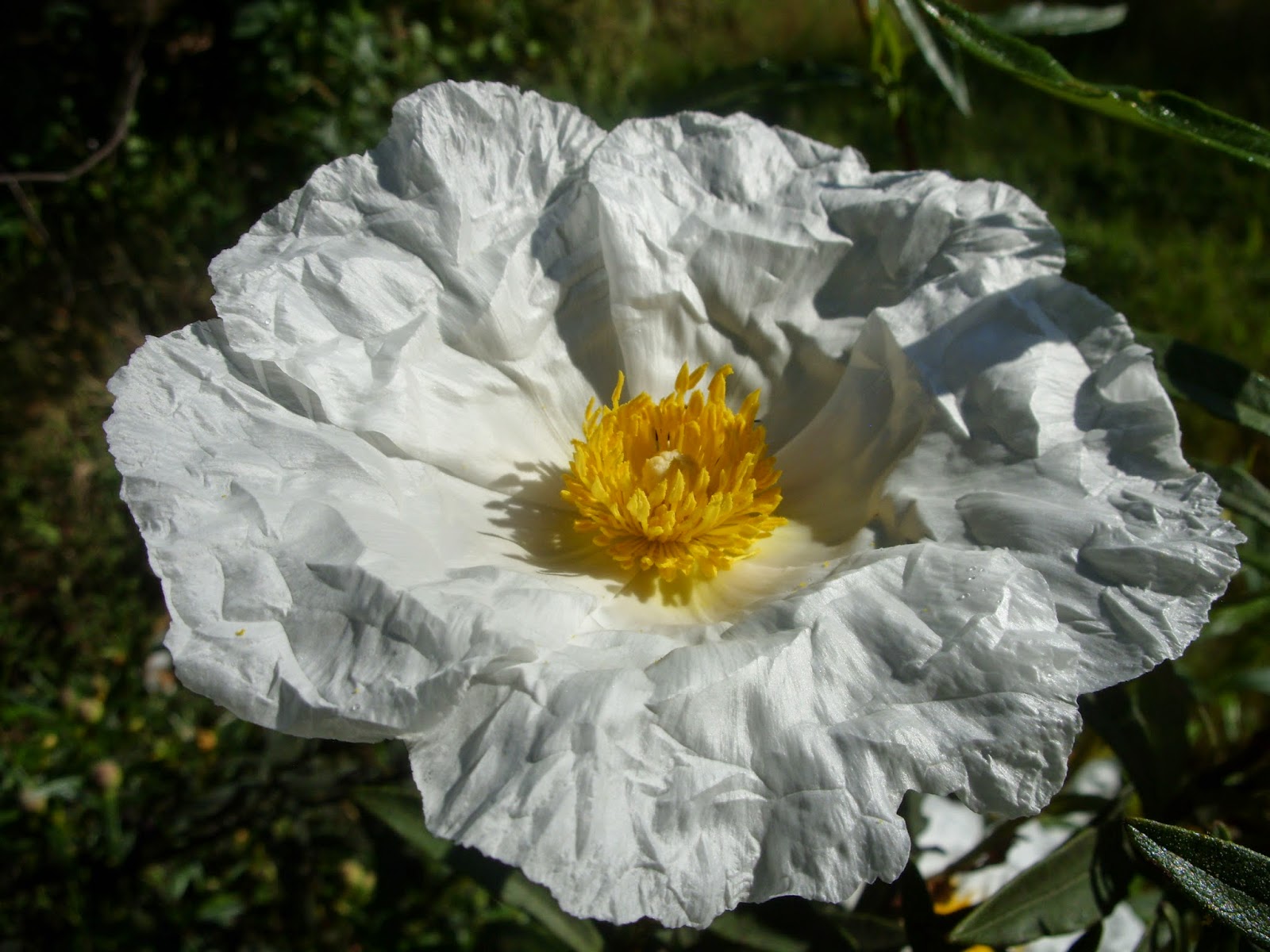 Jardim Autóctone: Esteva (Cistus ladanifer)