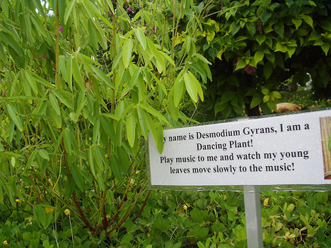 Jenny Eka Maryanty: bunga - bunga unik dan teraneh di dunia