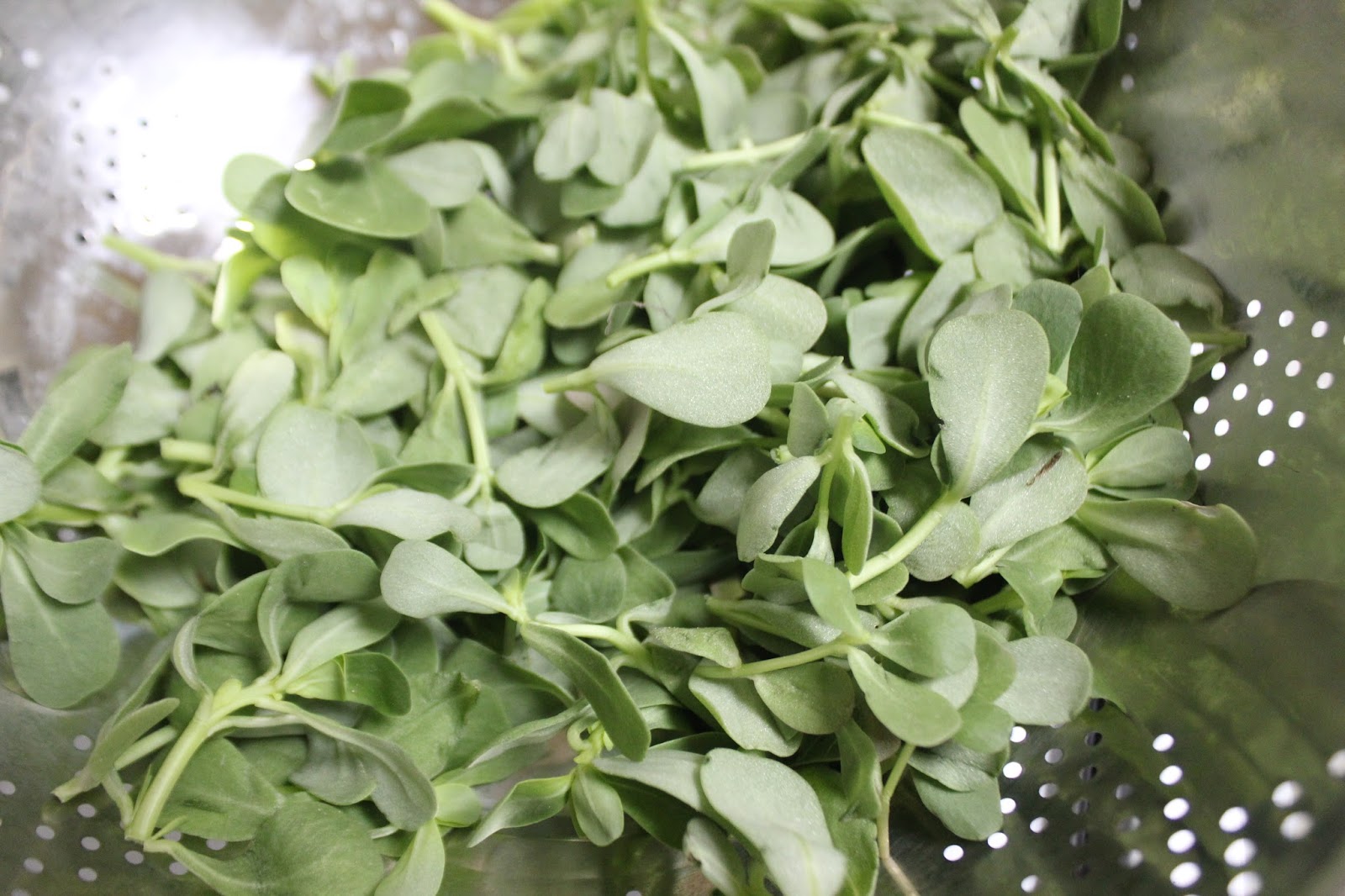 Bethica's Kitchen Flavours: Kulfe Ki Bhaji (Purslane Stir Fry ...