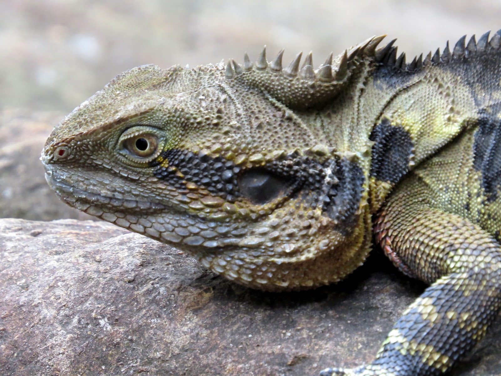 Reptiles of South-east Queensland