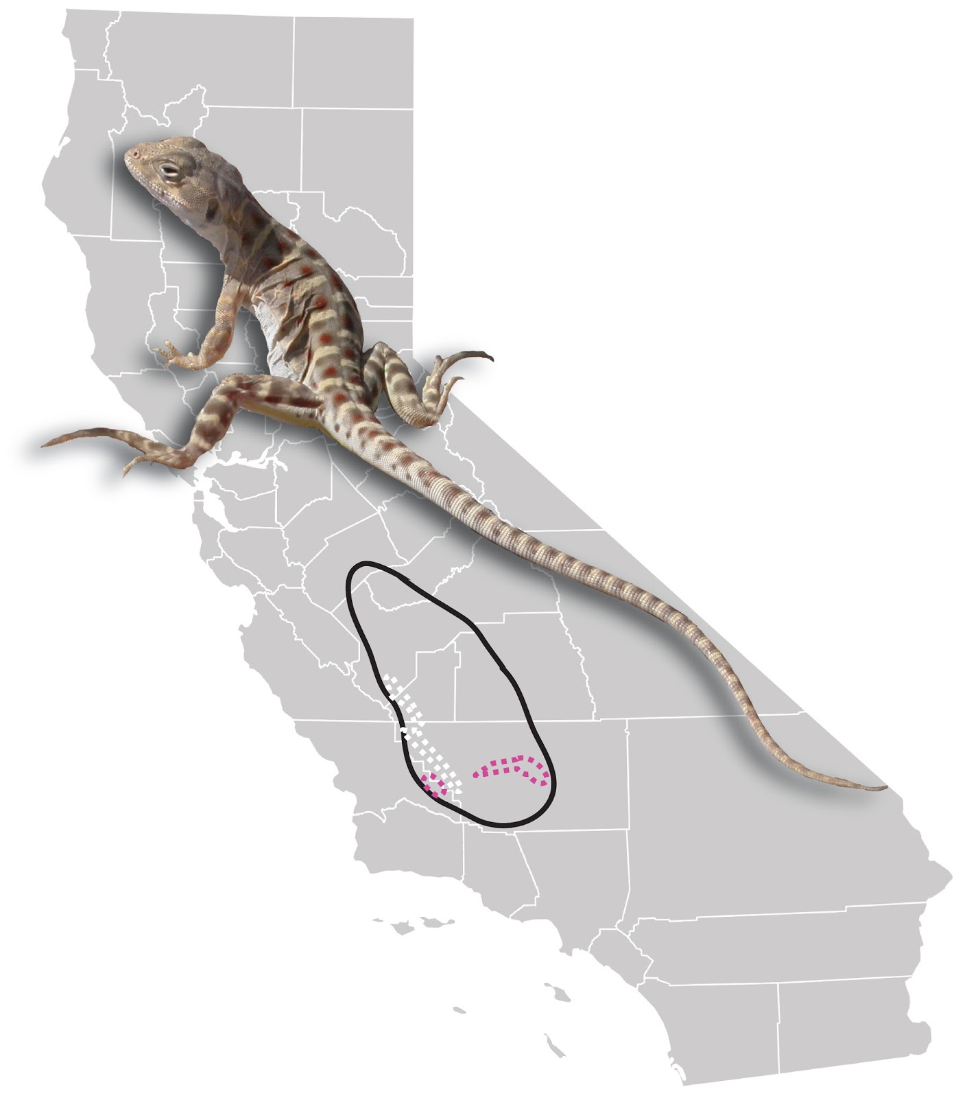 Tejon Ranch Conservancy Blog: Surveying for legless lizards on Tejon ...