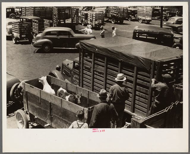 Unloading Livestock in Ohio 1938 | Big Picture Agriculture