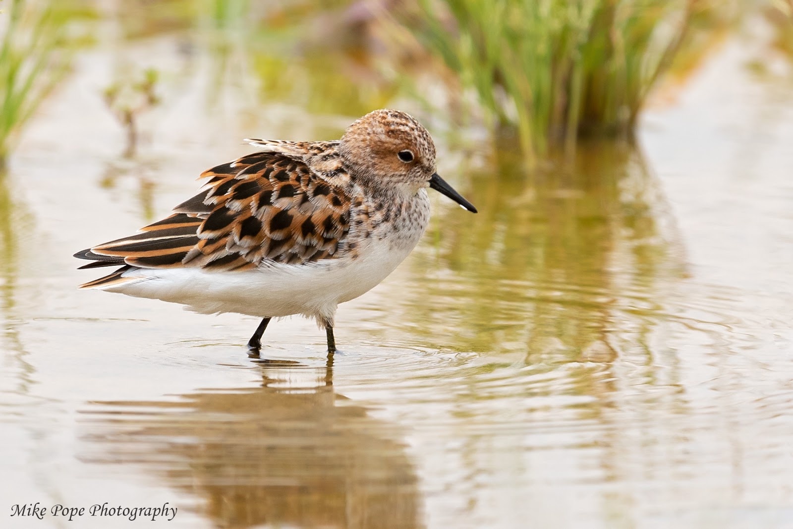 Kuwait Birding: Lockdown - Day 59; eBird Global Big Day