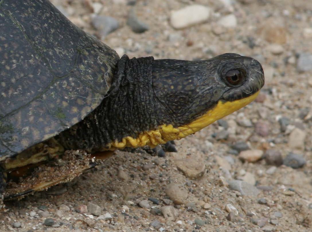 Isabella Conservation District Environmental Education Program: Native ...