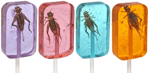 昆虫入りキャンディー？昆虫が丸ごと入ったキャンディー？【i】|ミライノシテン